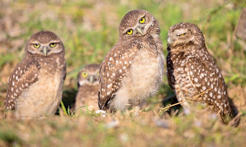 Join the Starter Owl Burrow Program | News | coastalbreezenews.com