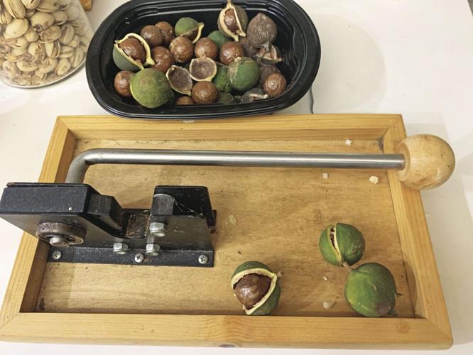 The Nutty Allure of Growing Macadamia Trees on Marco | Environment ...