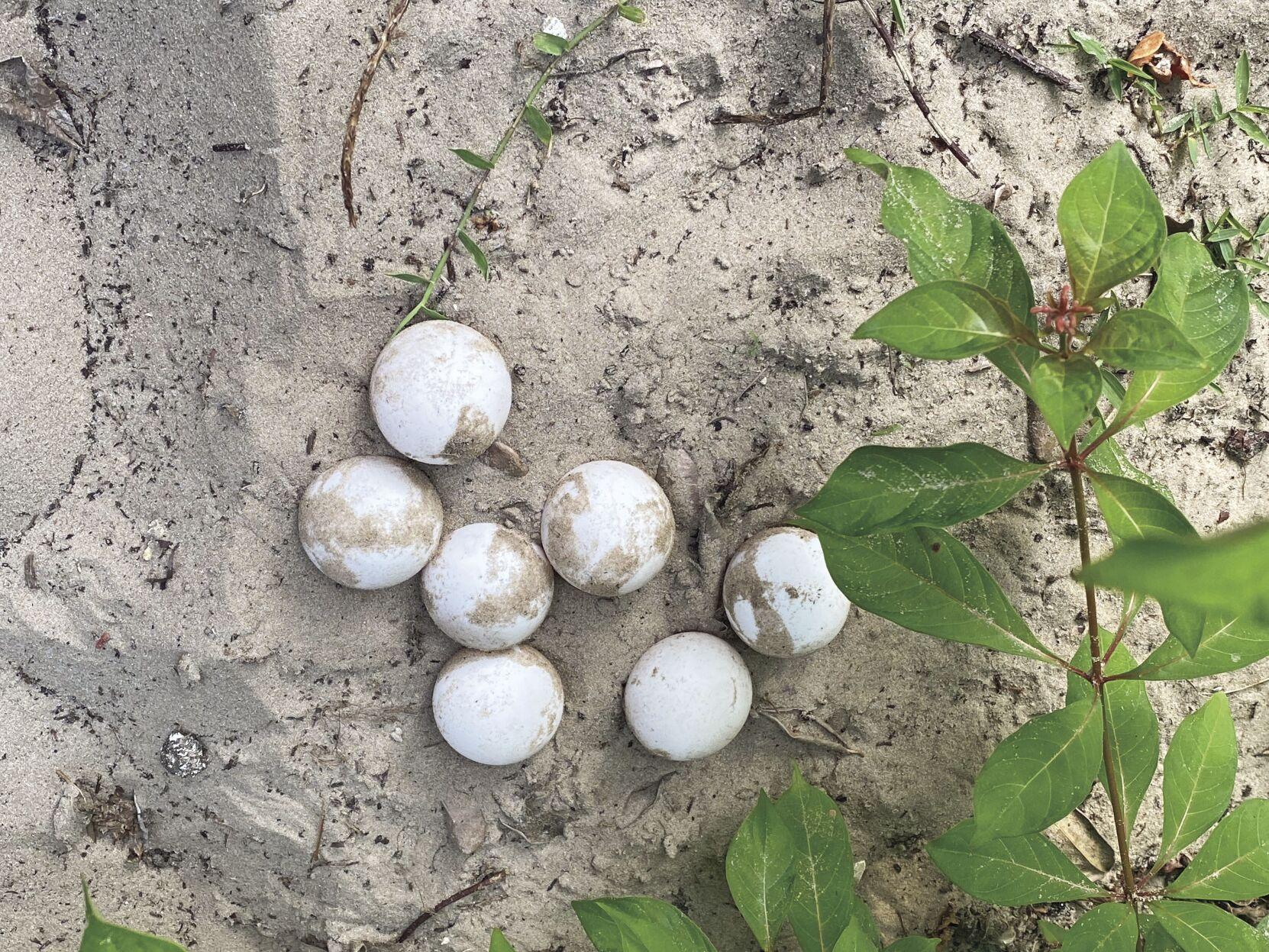 The Long Slow Road of Gopher Tortoise Survival in Florida | Environment ...
