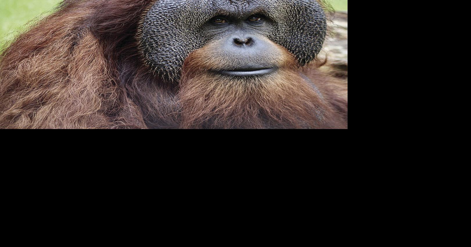 Going Ape Over Apes | Environment | coastalbreezenews.com