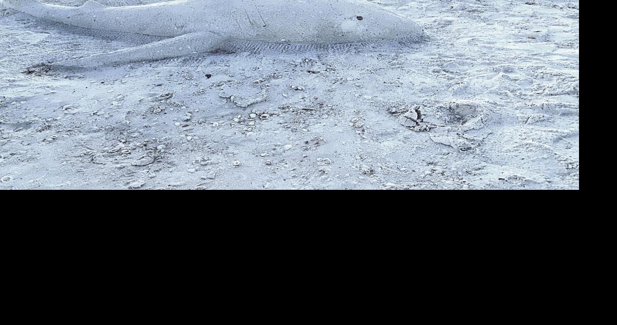 What is a Sea Turtle False Crawl? | Lifestyles | coastalbreezenews.com