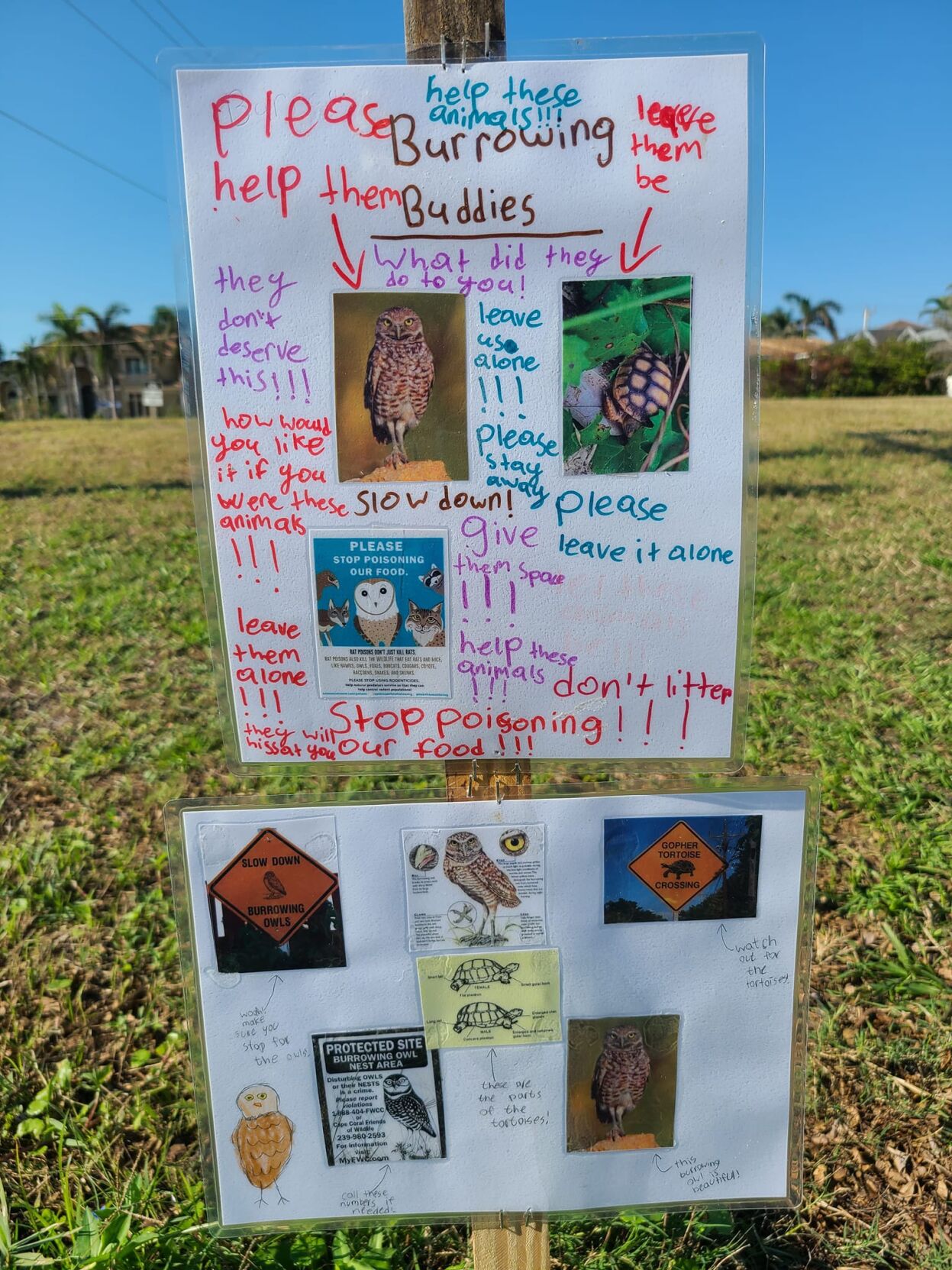 Burrow Buddies Club Saving Owls and Tortoises | Clubs & Organizations ...