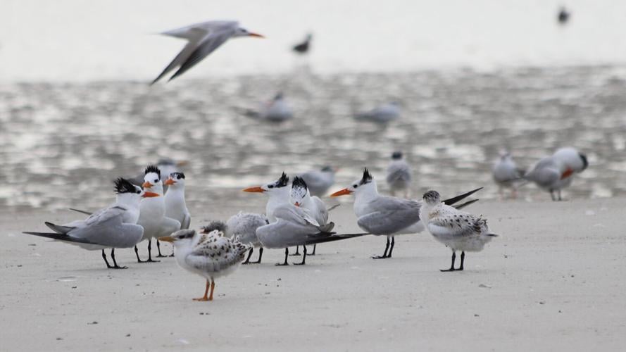 Share the Shore with Sea Turtles and Shorebirds | Community ...