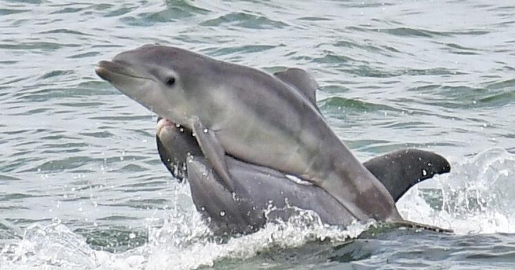 filly dolphin