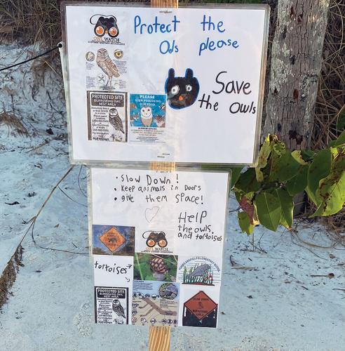 Burrow Buddies Club Saving Owls and Tortoises | Clubs & Organizations ...