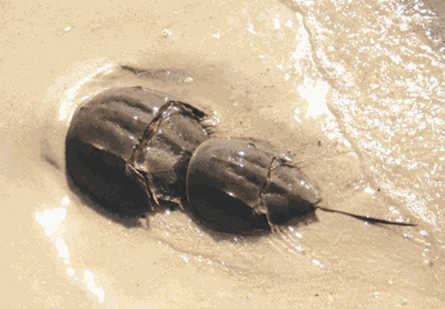 Horseshoe Crabs could be on a beach near you | News | coastalbreezenews.com