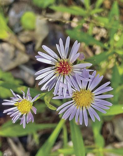 Enjoying the Wildflowers of Collier County | Environment ...