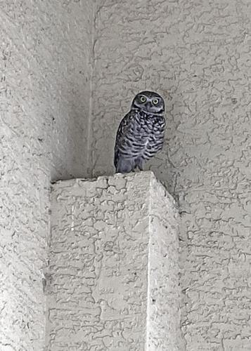 Where Do Burrowing Owls Go During a Hurricane? | Lifestyles ...