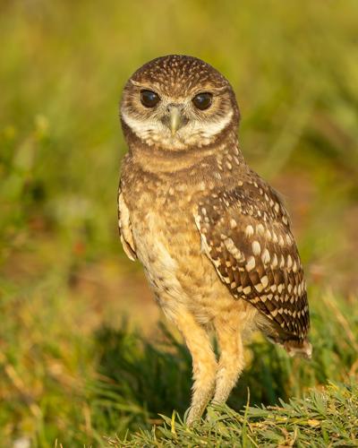 The Captivating Eye Colors of Burrowing Owls | Environment ...