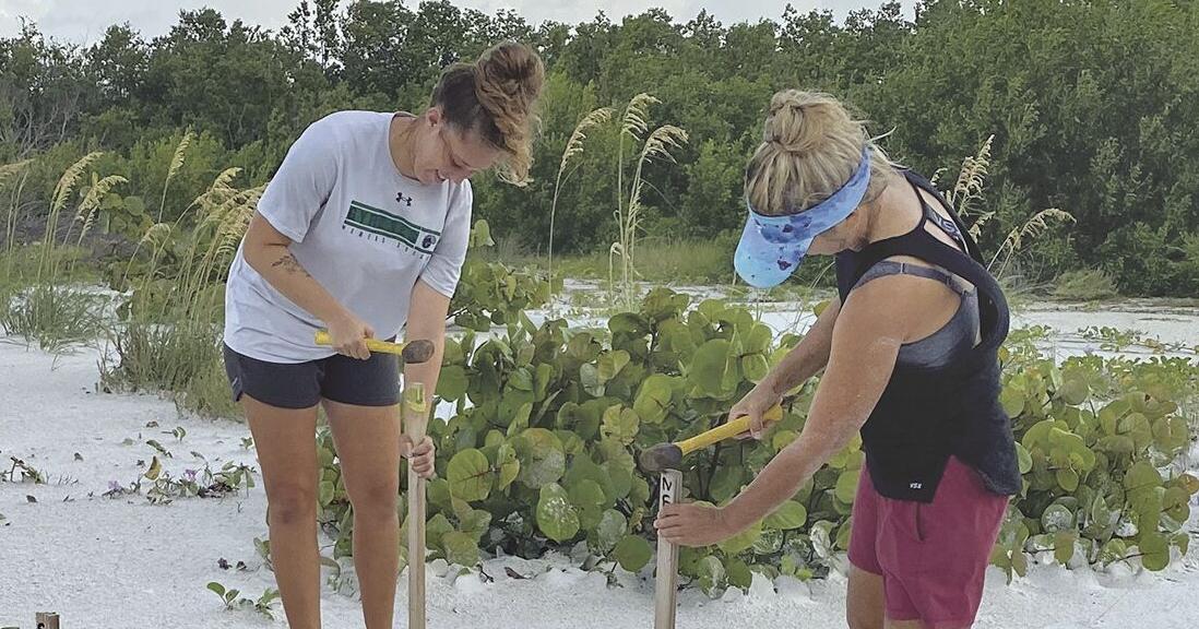 Marco’s Sea Turtle Lighting Ordinance | Environment | coastalbreezenews.com