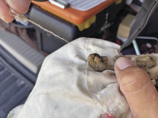 String Encounters Harmful for Burrowing Owls | Environment ...