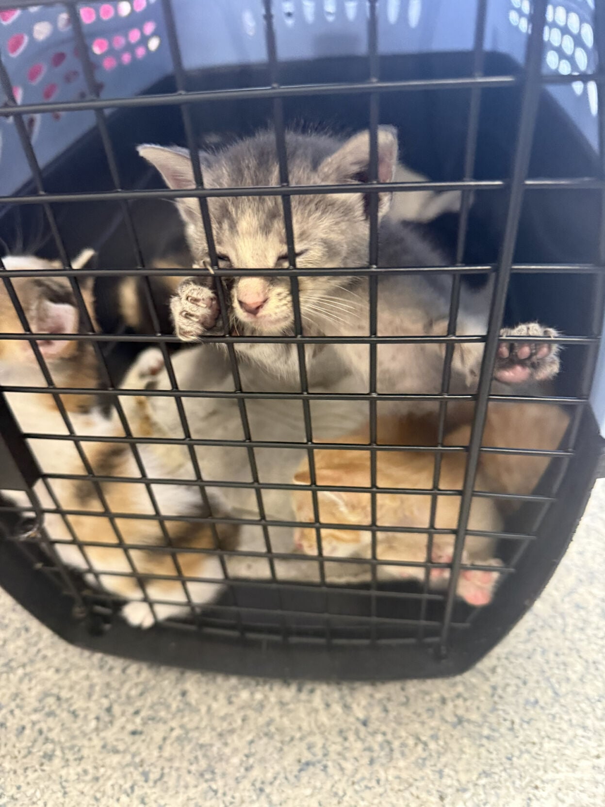 Fifty Cats Rescued in Naples | Community | coastalbreezenews.com