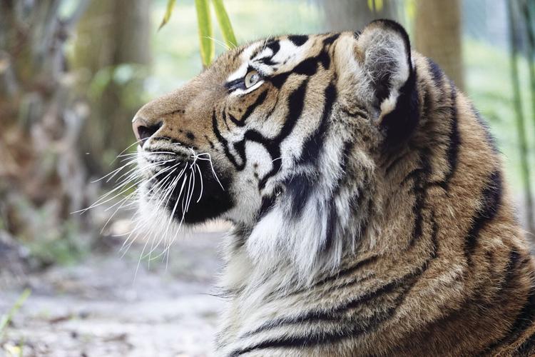 malayan tiger newark