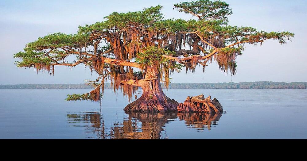 Photography Exhibit Celebrates Florida Flora & Fauna | Events ...
