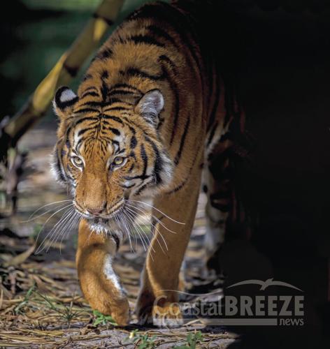 Save the Malayan Tiger One Purchase at a Time | Lifestyles ...