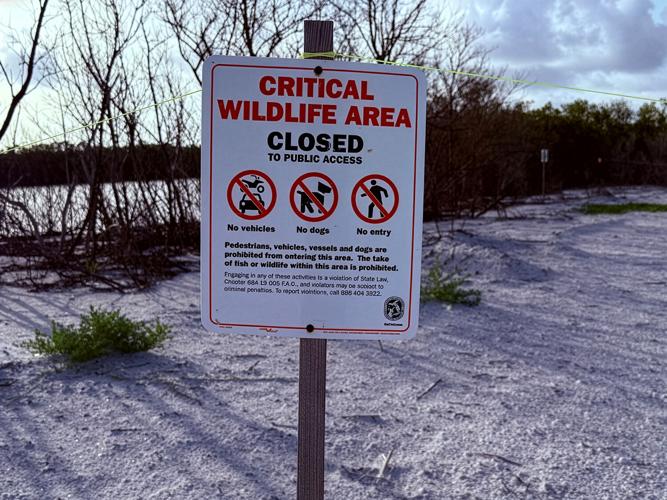 Watch Out for Wildlife on Big Marco Pass | Environment ...