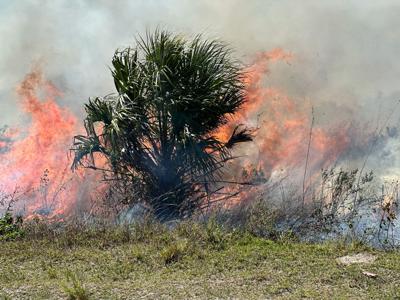 Fighting Fire with Fire at Big Cypress National Preserve | Environment ...