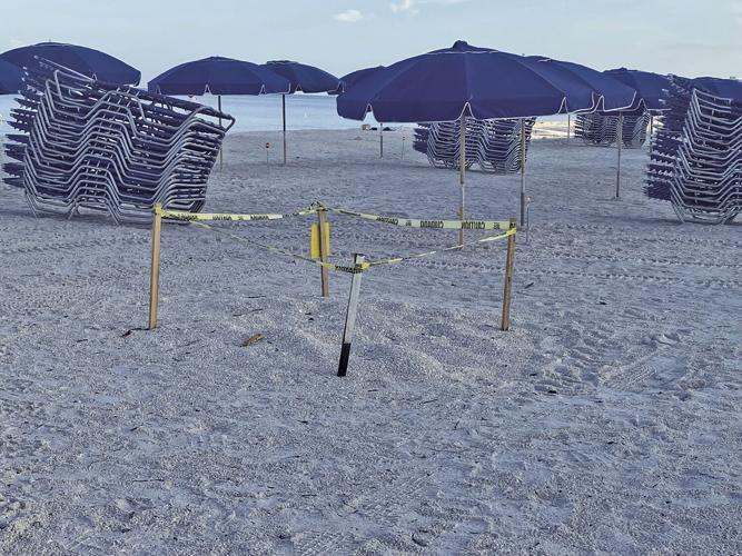 Sea Turtle Hazard – Discarded Cast Nets on Beach | Environment ...