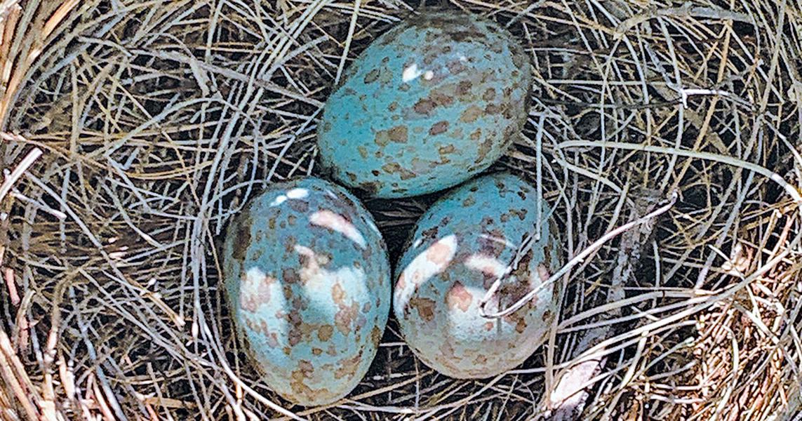 mockingbird eggs florida