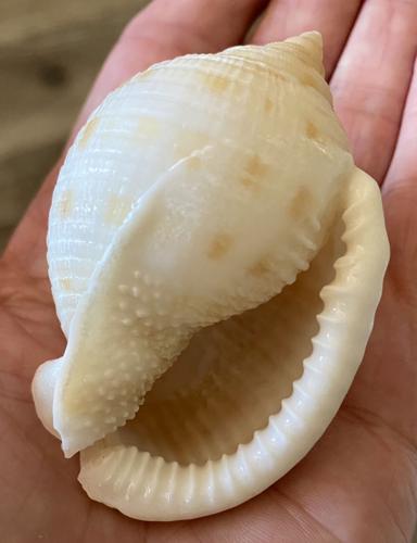 are conch shells valuable
