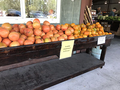 South Naples Citrus Grove is a Short Drive from Marco | News ...
