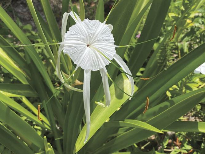 Preserving Florida’s History with Native Plants | Environment ...