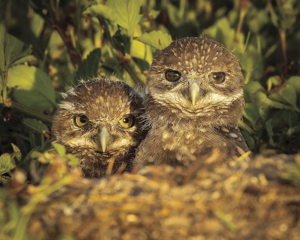 The Captivating Eye Colors of Burrowing Owls | Environment ...