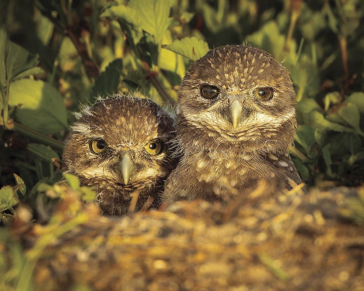 The Captivating Eye Colors of Burrowing Owls | Environment ...