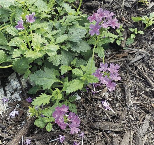 Florida Native Plants Doing Well Post Ian | Environment ...