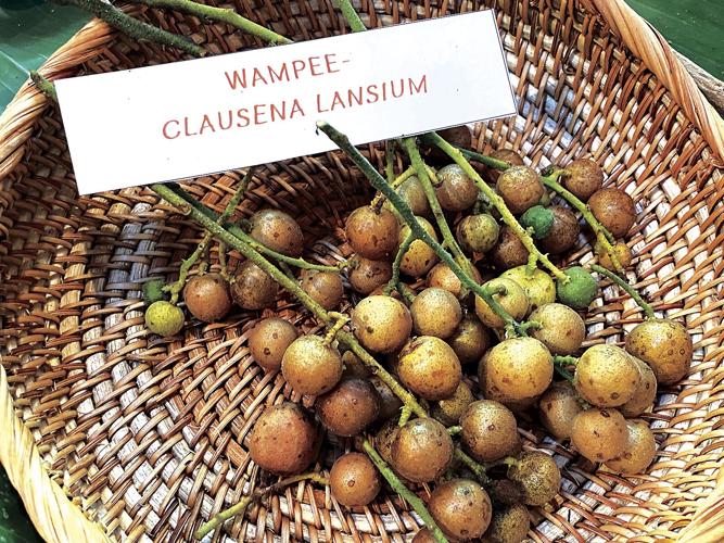 Tasting the Tropics at Naples Botanical Garden | Lifestyles ...