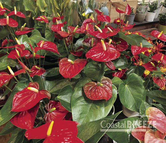 Anthuriums - Elegant Vibrant Heart-Shape Plants for the Holidays | News ...