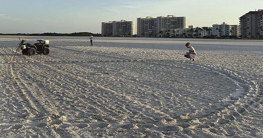 Turtle False Crawls on Marco Beach | Environment | coastalbreezenews.com