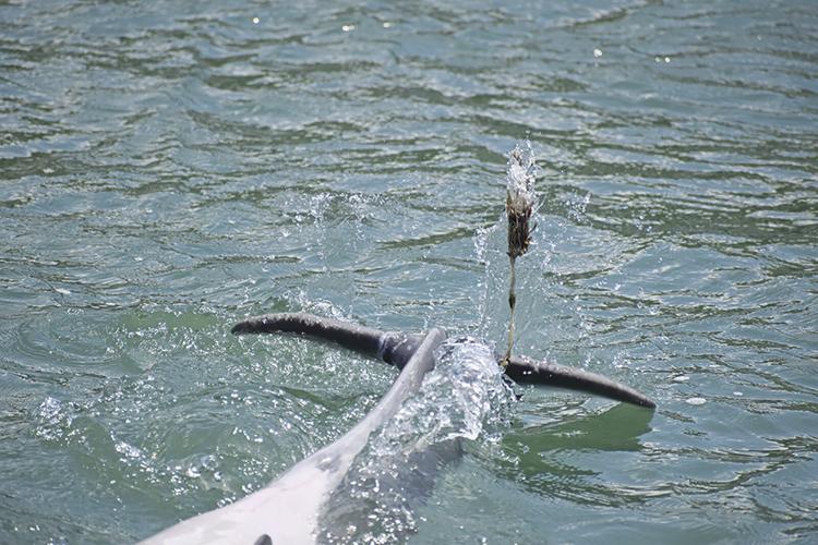 Anatomy of a Dolphin Rescue – Part One | Stepping Stones ...