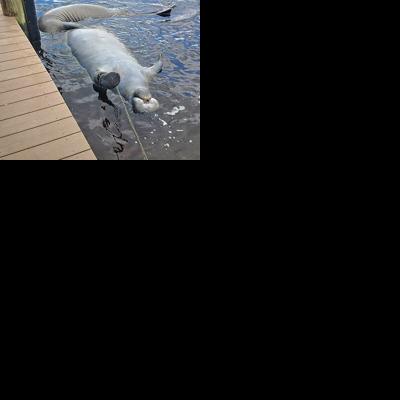 Algae Blooms Hit Southwest Florida | News | coastalbreezenews.com