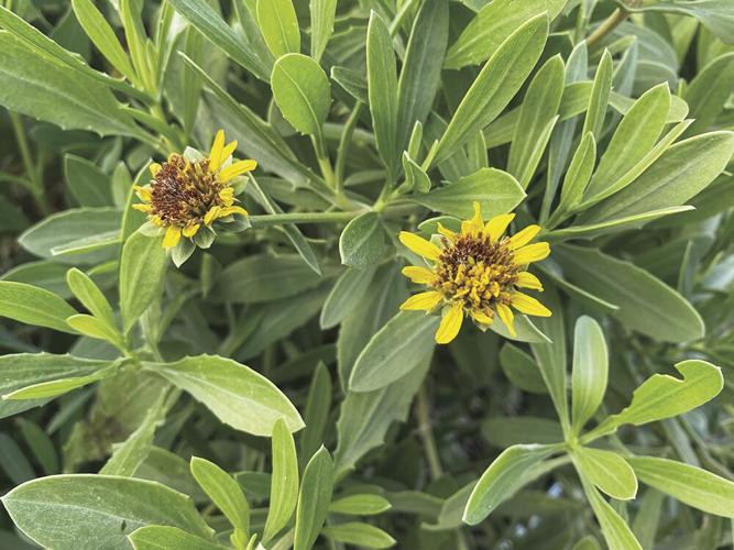 Florida Native Plants Doing Well Post Ian | Environment ...