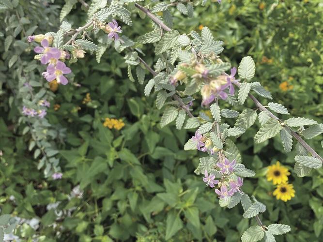 Preserving Florida’s History with Native Plants | Environment ...