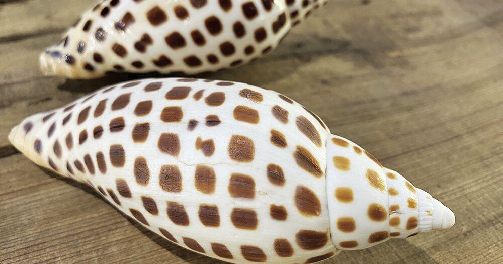 Finding the Rare Junonia | | coastalbreezenews.com