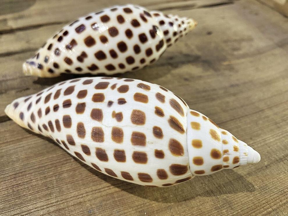 Finding the Rare Junonia | | coastalbreezenews.com
