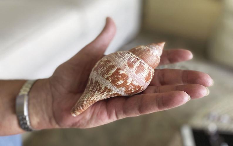 Shell Fairy Collection #1 | | coastalbreezenews.com