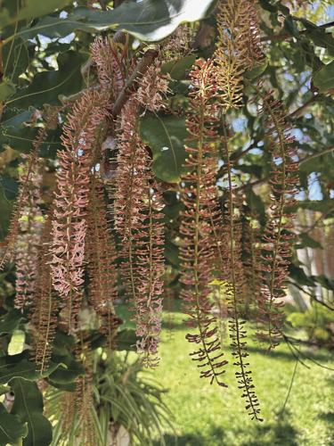 The Nutty Allure of Growing Macadamia Trees on Marco | Environment ...
