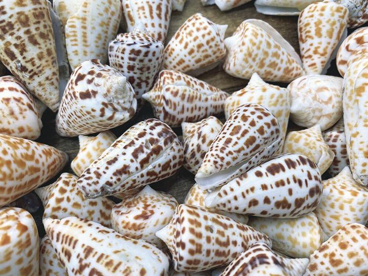 Finding the Rare Junonia | | coastalbreezenews.com