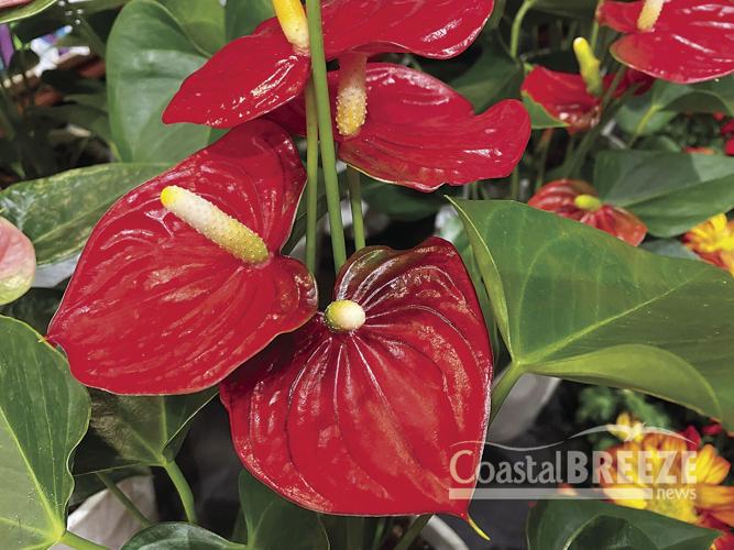 Anthuriums - Elegant Vibrant Heart-Shape Plants for the Holidays | News ...