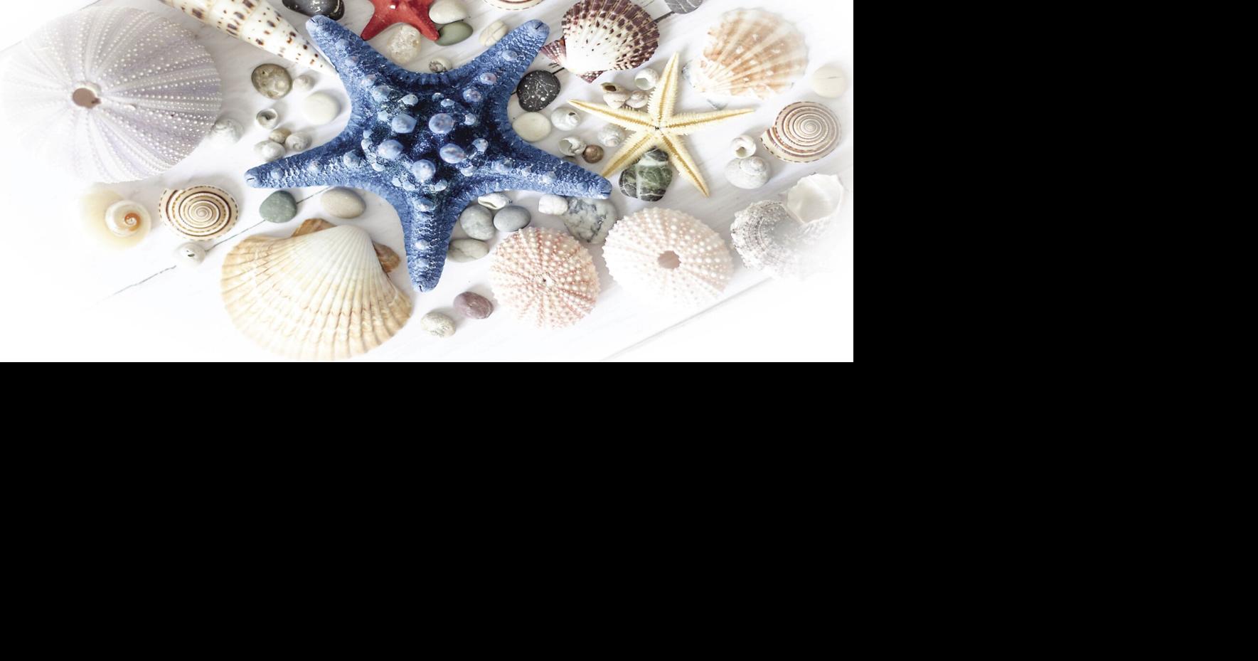 Holiday Shell Art Sale | Clubs & Organizations | coastalbreezenews.com