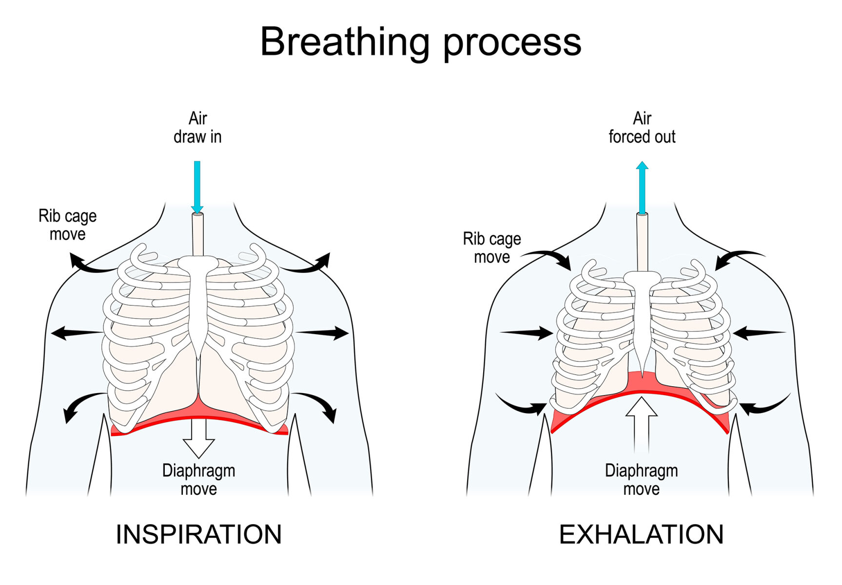 Diaphragmatic Breathing to Reduce Stress | Stress Less Live More ...