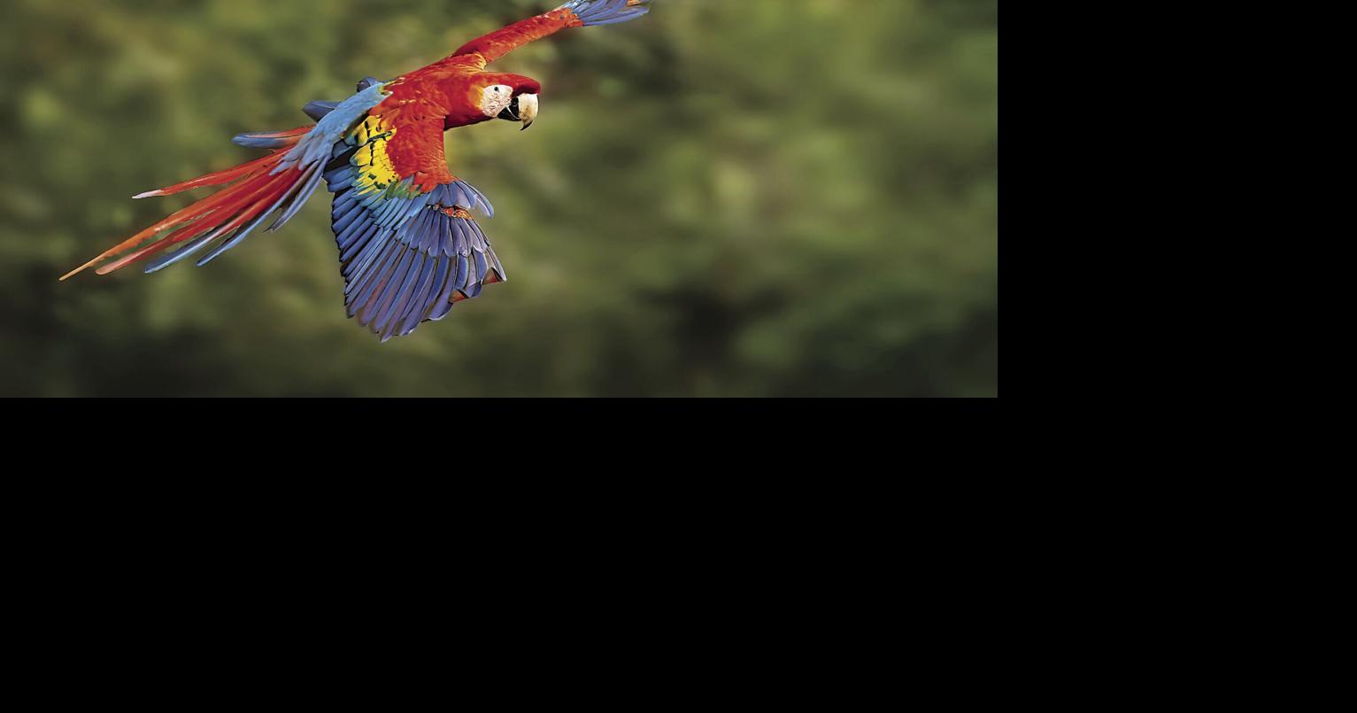 Experience Pura Vida With the Fabulous Birds of Costa Rica ...