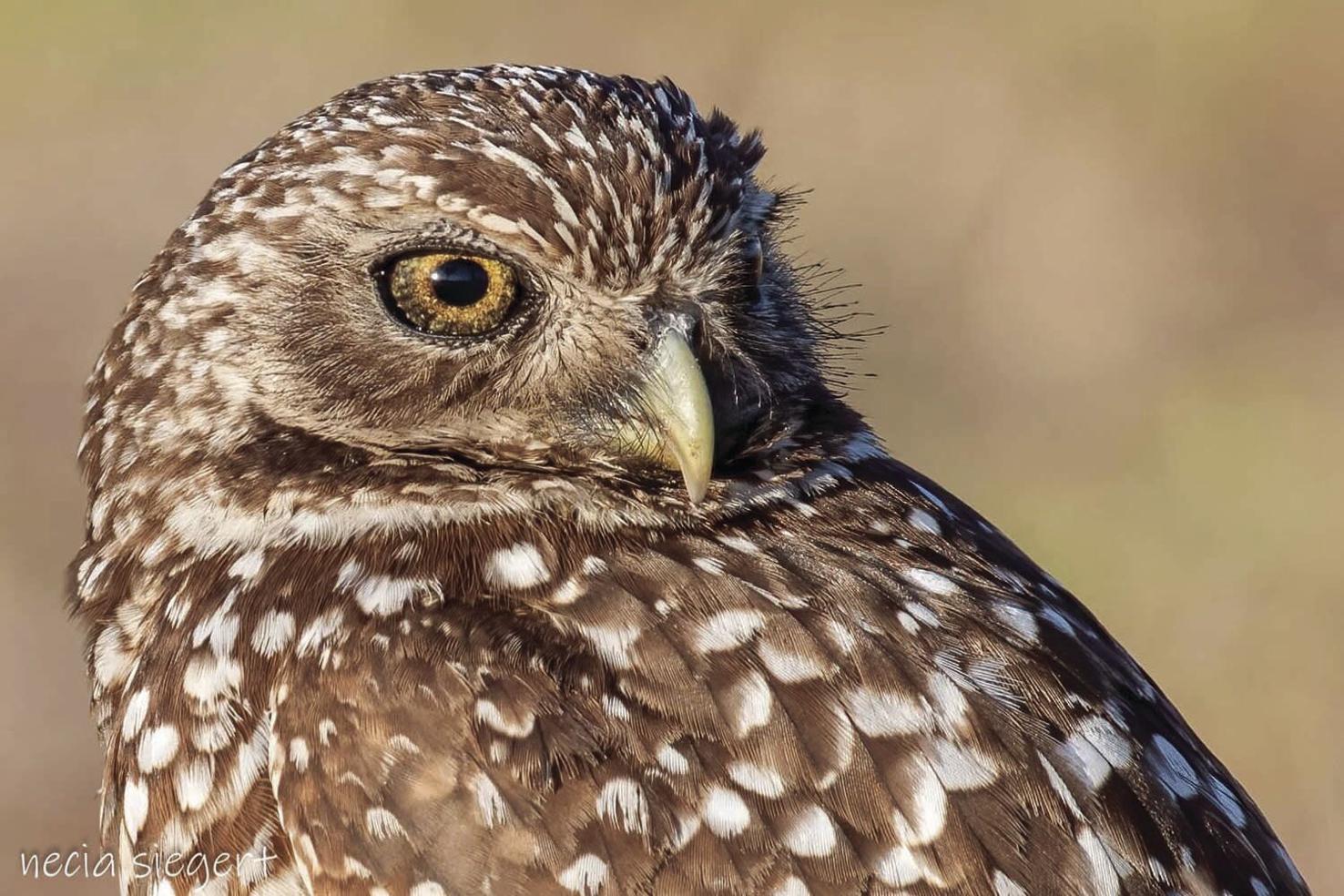 The Captivating Eye Colors of Burrowing Owls | Environment ...