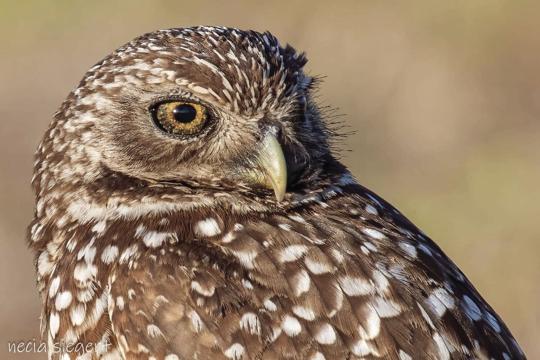 The Captivating Eye Colors of Burrowing Owls | Environment ...