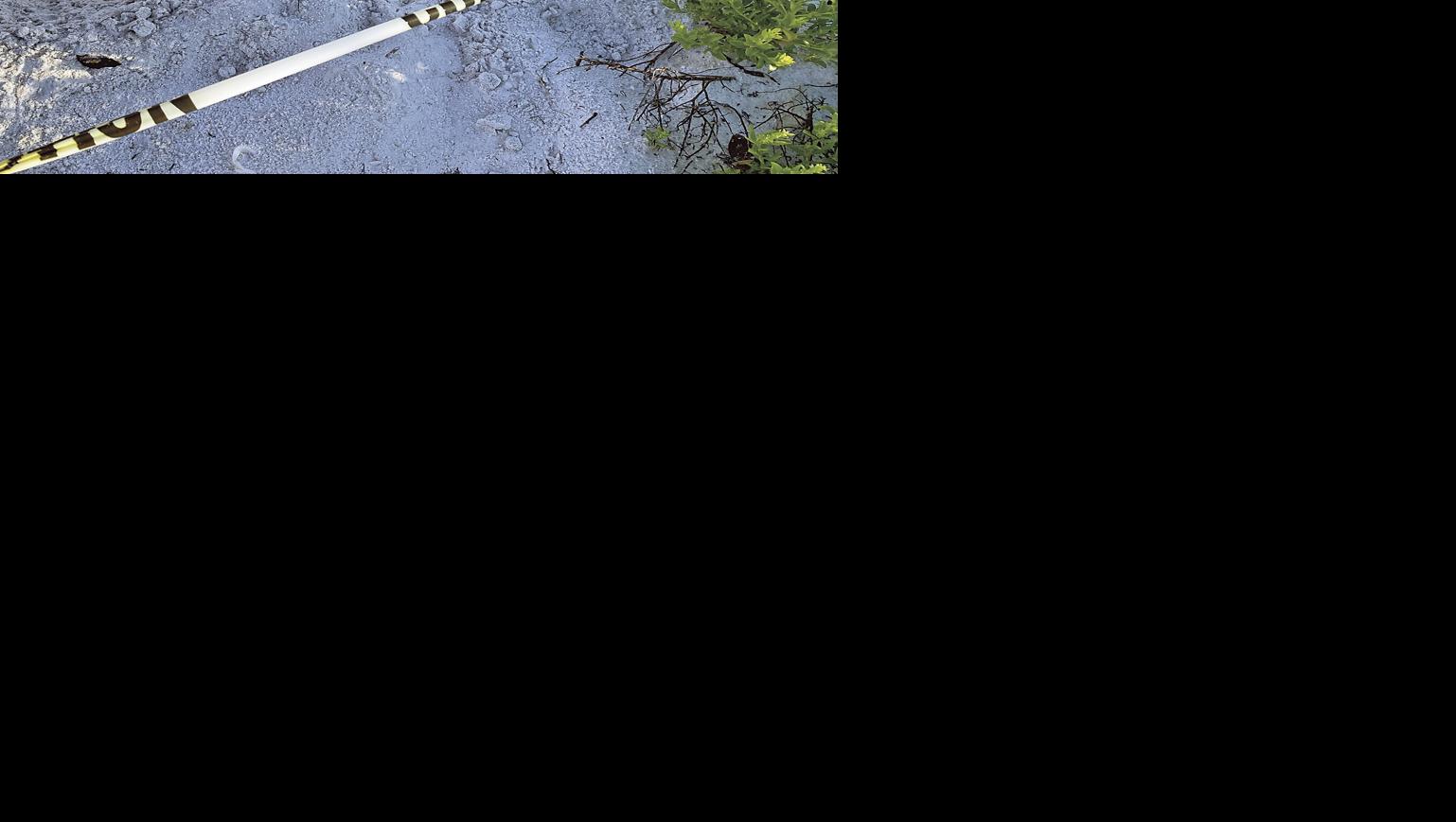 New Threat to Marco Sea Turtles | Environment | coastalbreezenews.com