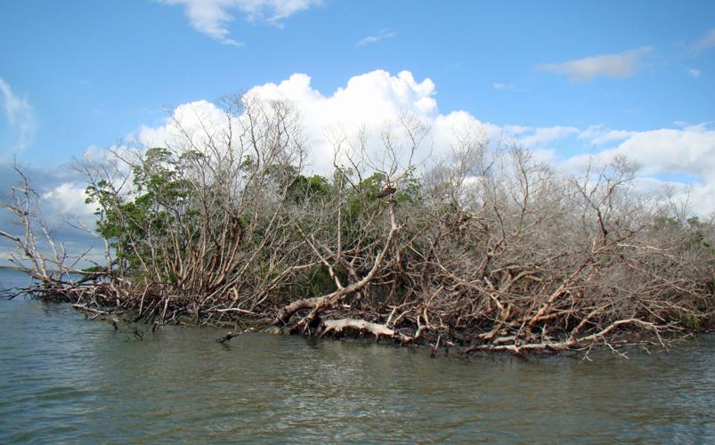 Hurricanes and Mangroves Topic of Rookery Bay Science Nite Series ...