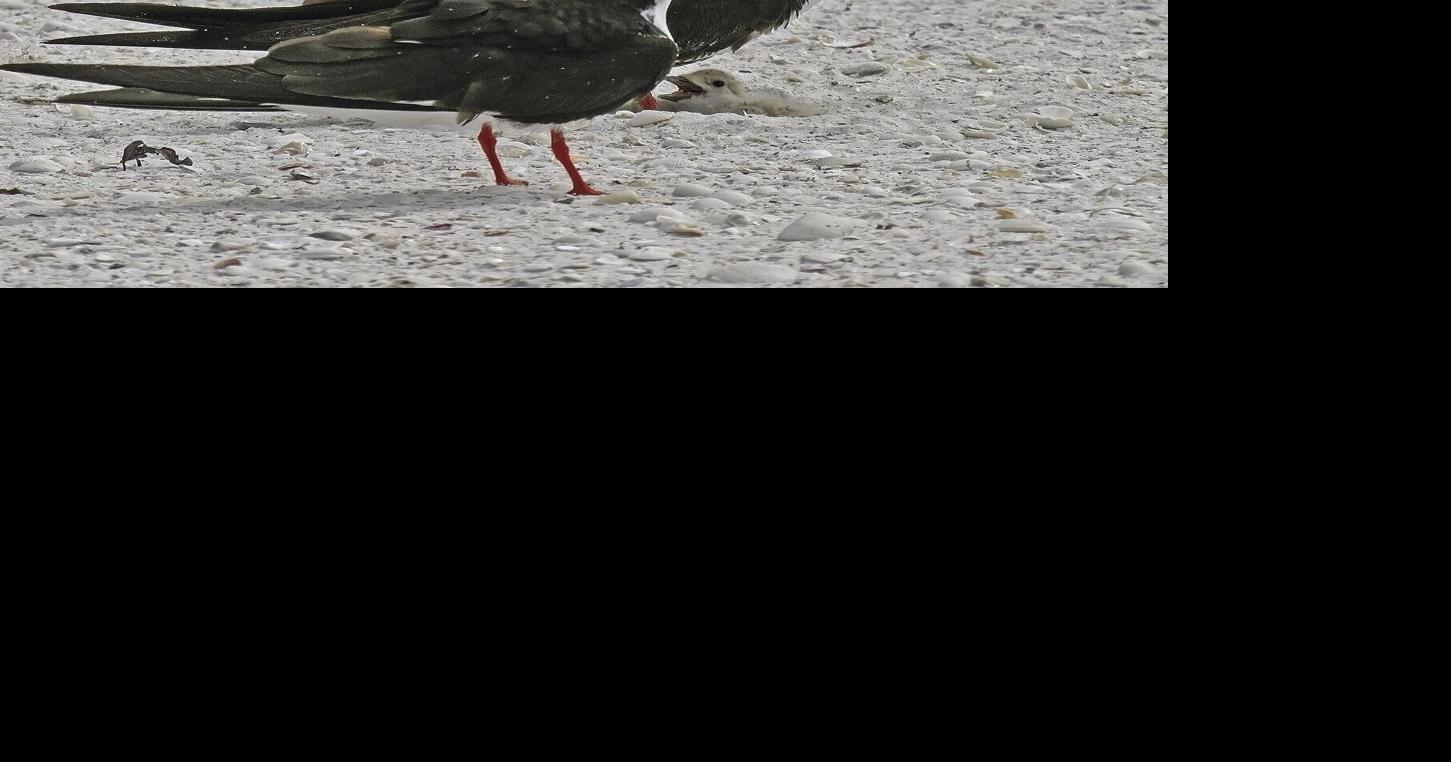 Sand Dollar Island: Florida’s Largest Black Skimmer Colonies ...